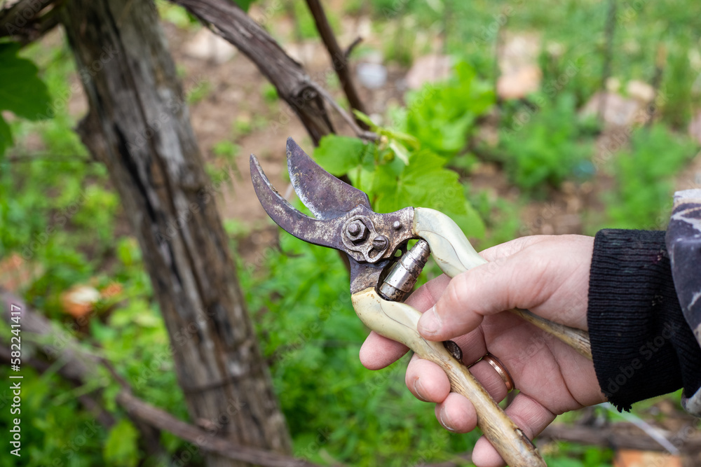 The Ultimate DIY Guide to Inspecting and Maintaining Trees and Shrubs ...